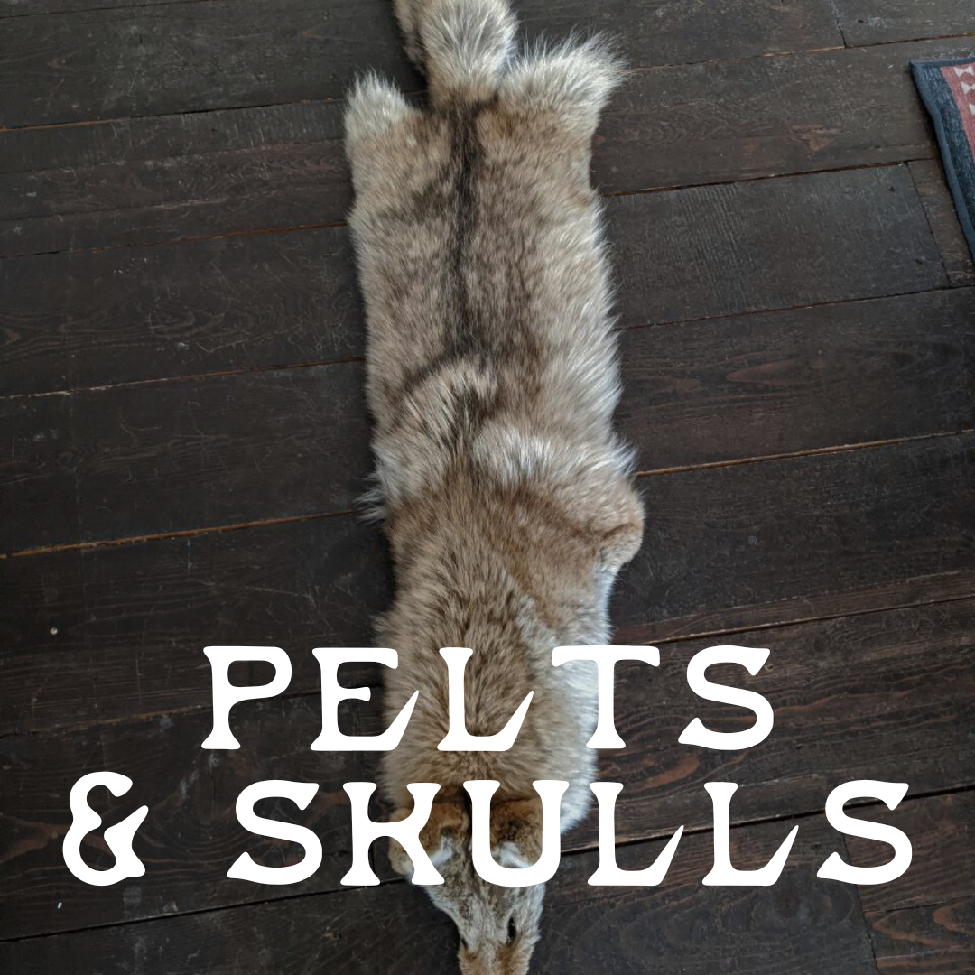 Pelts & Skulls – Sage and Shepherd Ranch Inc.